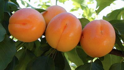 Aprium Trees - Louie's Nursery & Garden Center - Riverside CA