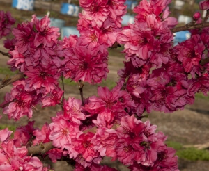 Atomic Red Nectarine Flower - Louie's Nursery