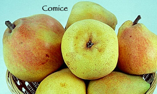 Comice Pear - Louie's Nursery