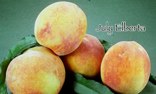 July Elberta Peach - Louie's Nursery
