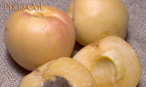 Pixie Cot Apricot Trees - Louie's Nursery & Garden Center - Riverside CA