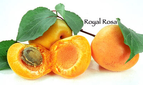 Royal Rosa Apricot Trees - Louie's Nursery & Garden Center - Riverside CA