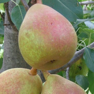 Sugar Pear - Louie's Nursery