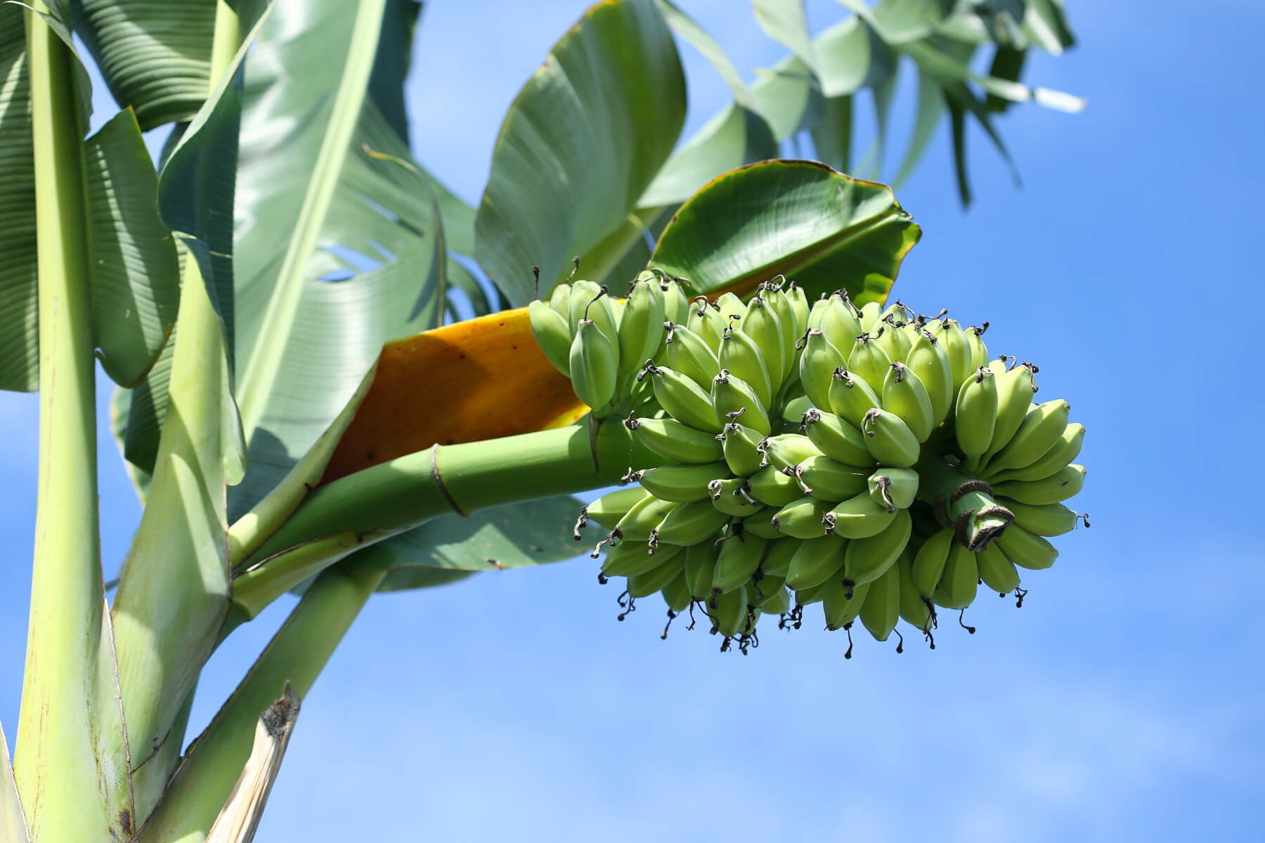 cardaba-banana-stock-image - Louie's Nursery