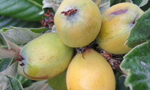 champagne-loquat-stock-image - Louie's Nursery