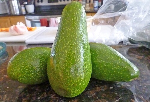 Pinkerton Avocado Trees - Louie's Nursery & Garden Center - Riverside