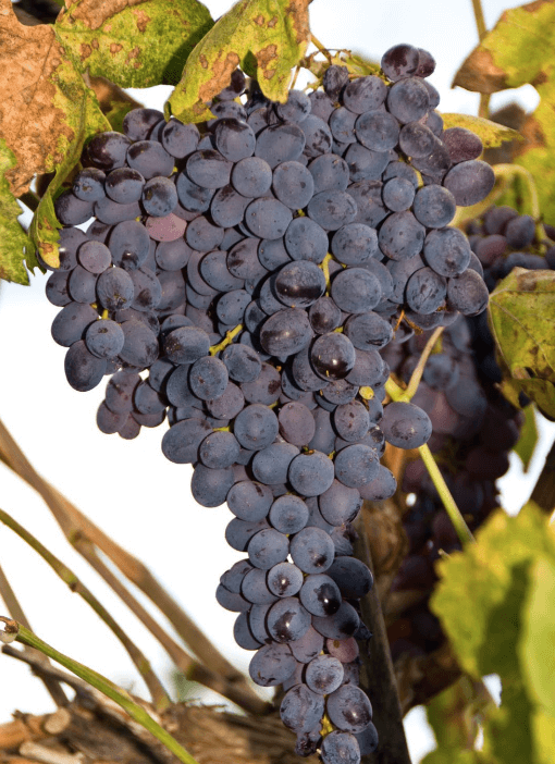 Black Monukka Seedless Grape - Louie's Nursery