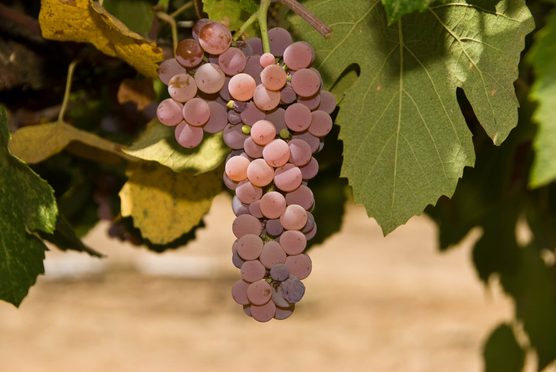 Canadice Seedless Grape - Louie's Nursery
