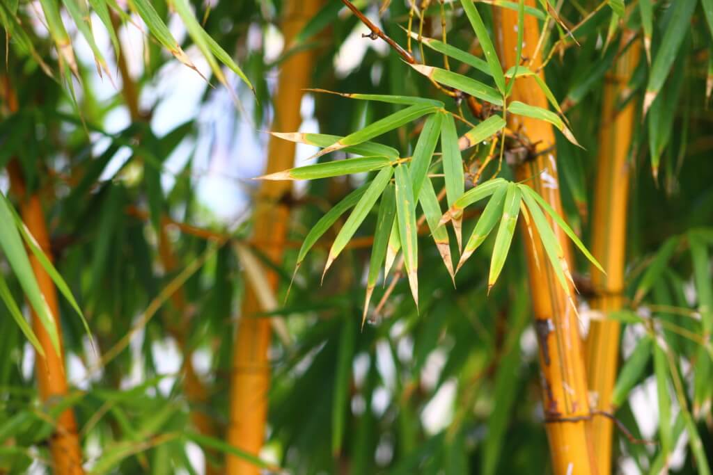 Bamboo - Louie's Nursery & Garden Center - Riverside CA