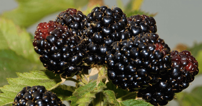 Marionberry - Louie's Nursery