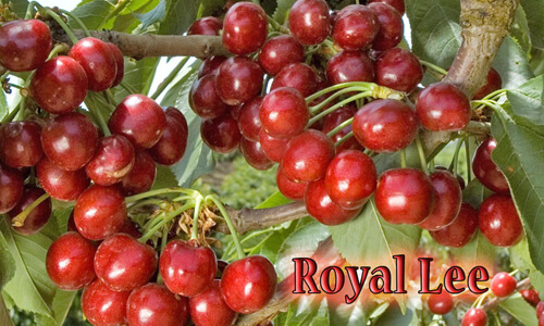Royal Lee Cherry Trees - Louie's Nursery & Garden Center - Riverside CA