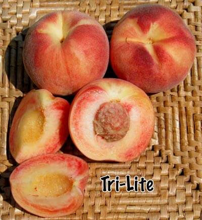 Tri-Lite Peach-Plum Hybrid - Louie's Nursery