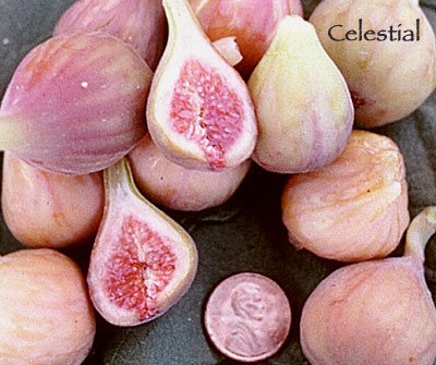 Celestial Fig Trees - Louie's Nursery & Garden Center - Riverside CA