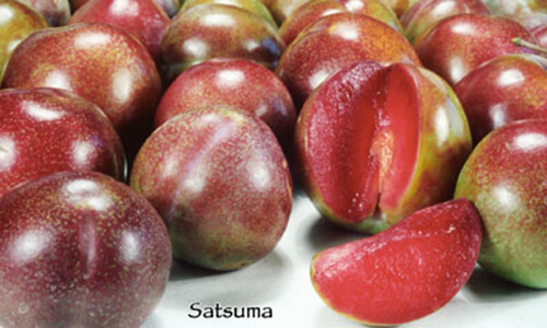 Satsuma Plum Trees - Louie's Nursery & Garden Center - Riverside CA