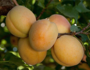 Summer Delight Aprium Trees - Louie's Nursery & Garden Center ...