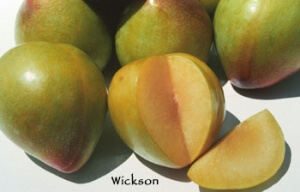 Wickson Plum Trees - Louie's Nursery & Garden Center - Riverside CA