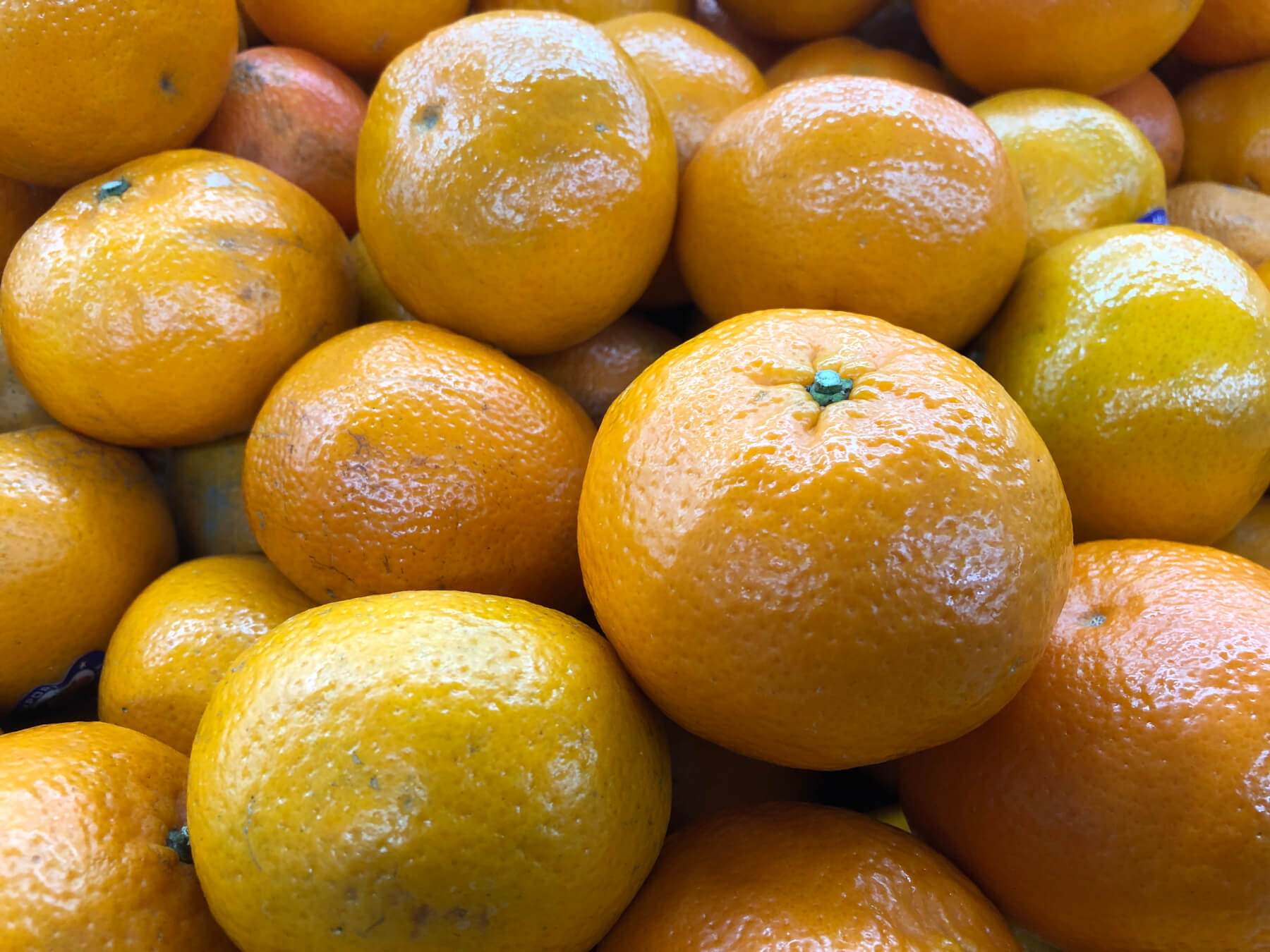 Honey Mandarin - Louie's Nursery