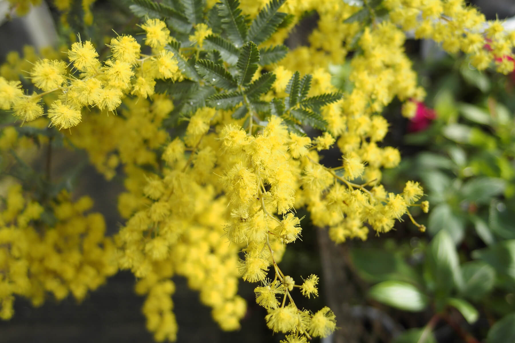 Acacia Baileyana - Louie's Nursery