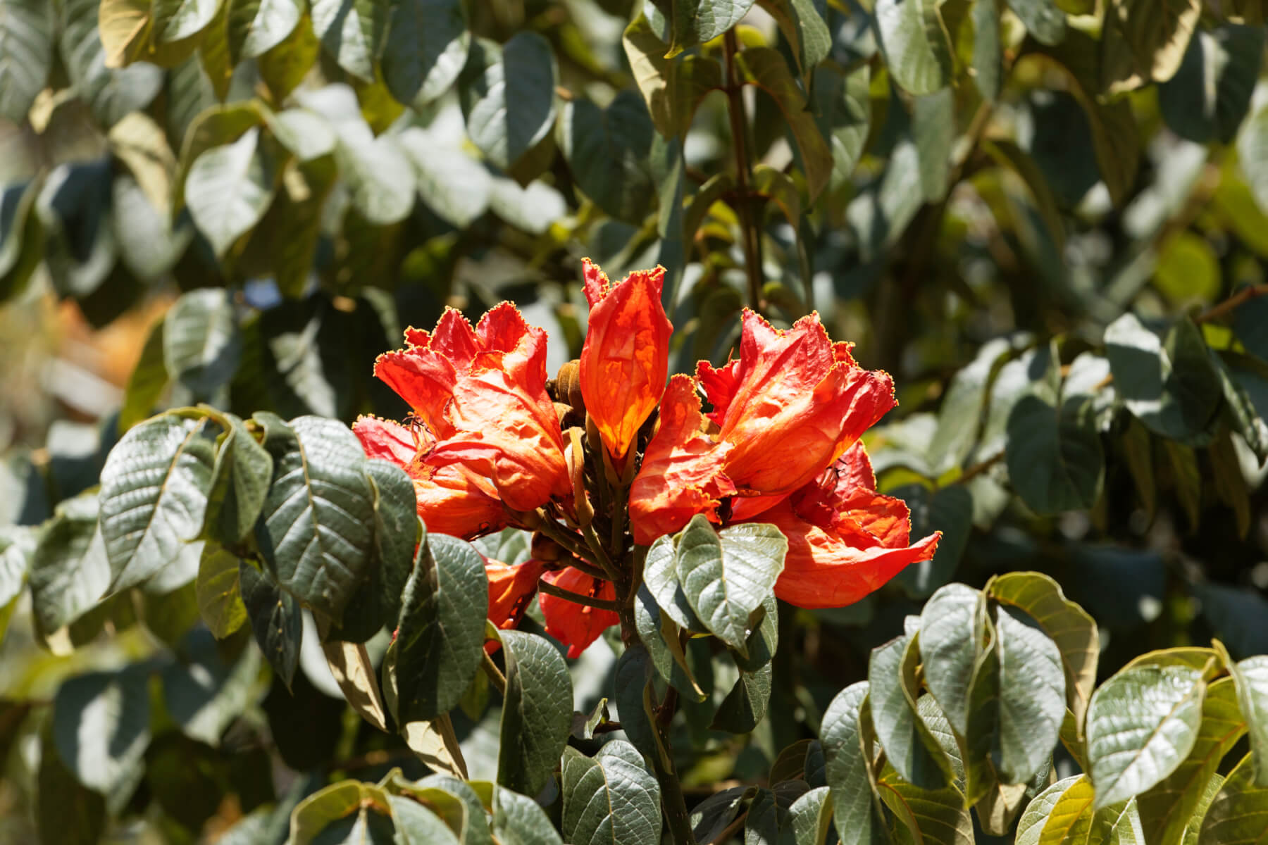 African Tulip Tree - Louie's Nursery