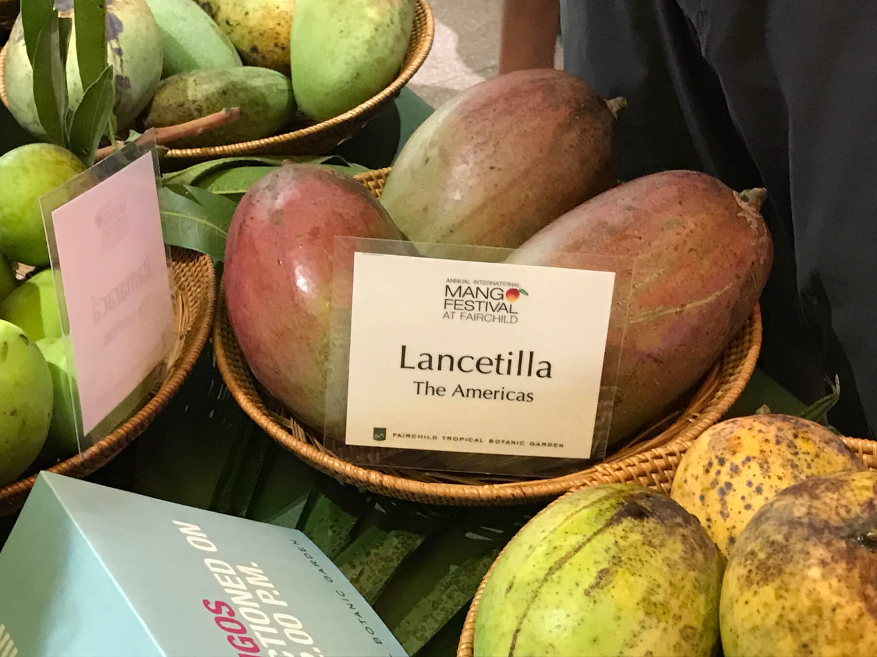 IMG_7878 - Louie's Nursery