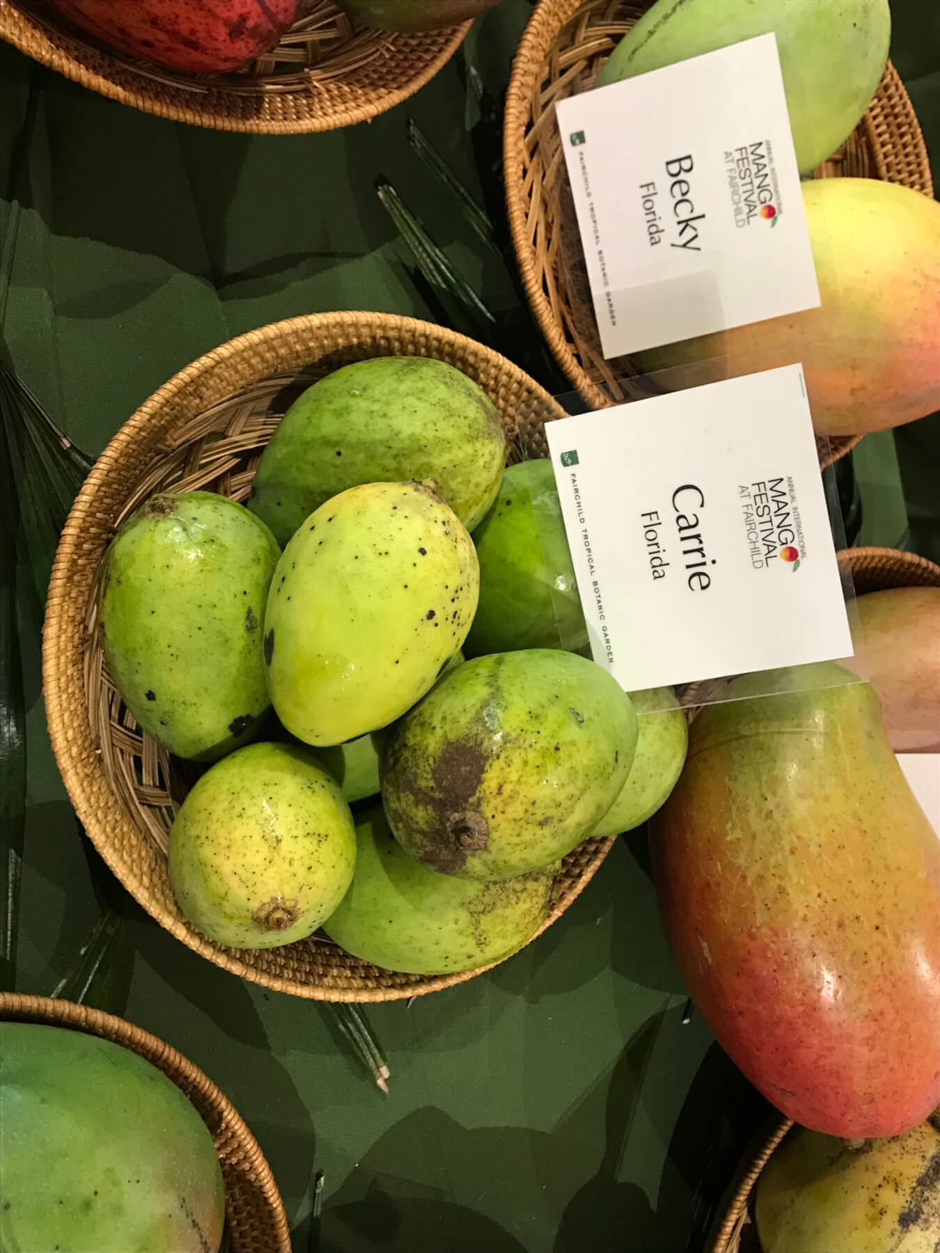 IMG_7883 - Louie's Nursery