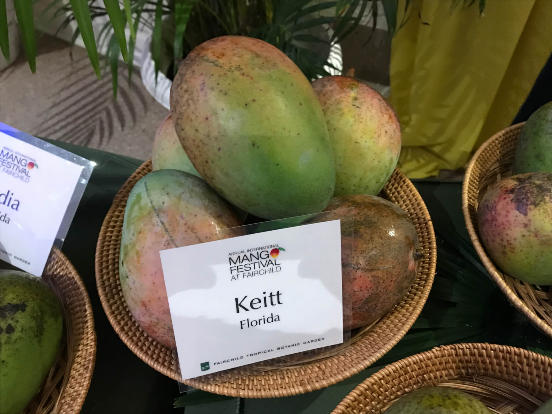 Keitt Mango - Louie's Nursery