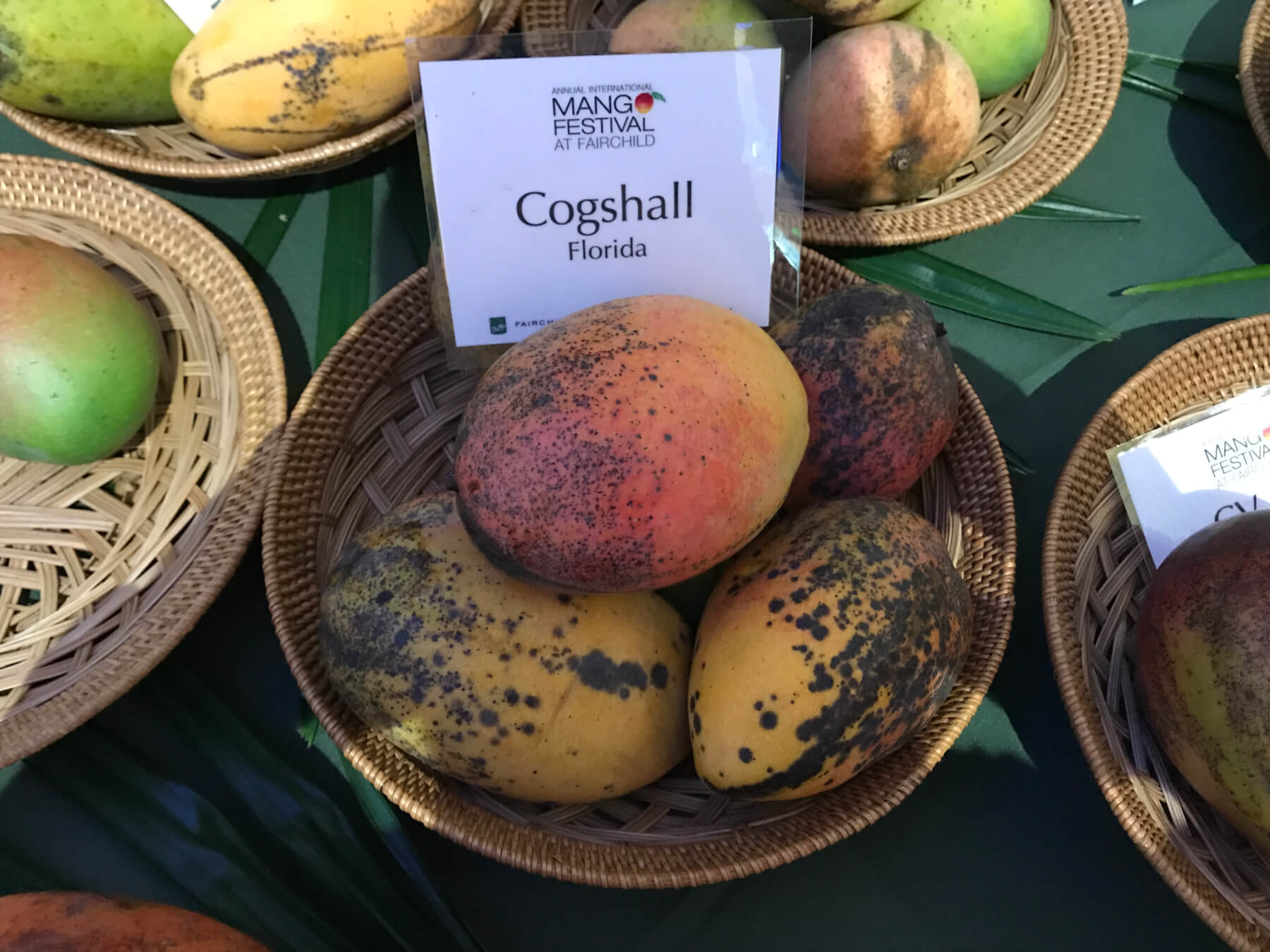 Cogshall Mango - Louie's Nursery