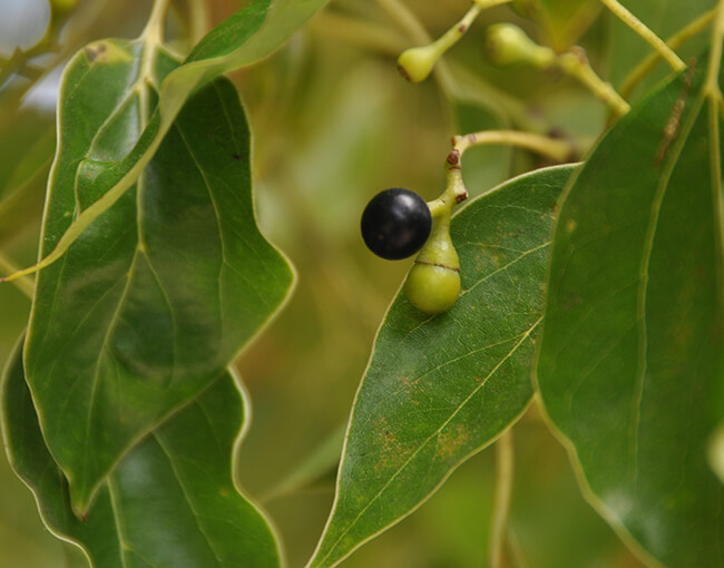 Camphor Tree - Louie's Nursery