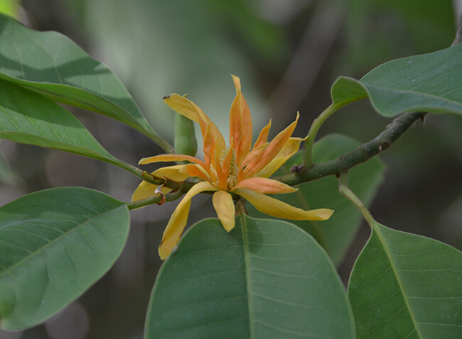 Fragrant Himalayan Champaca - Louie's Nursery