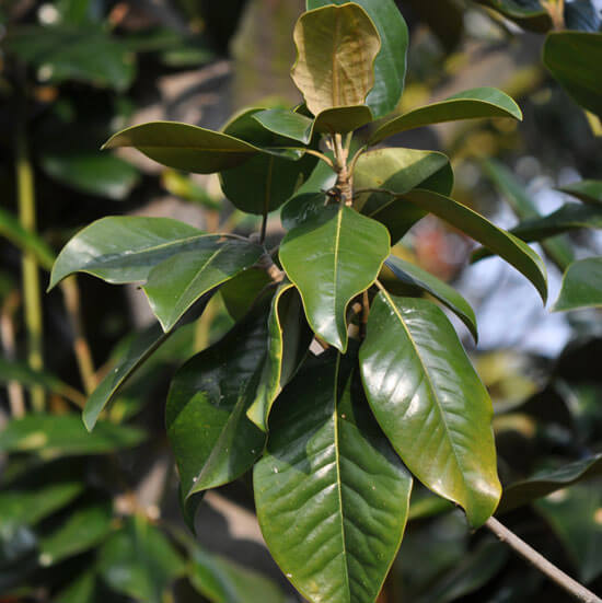 Majestic Beauty Southern Magnolia - Louie's Nursery