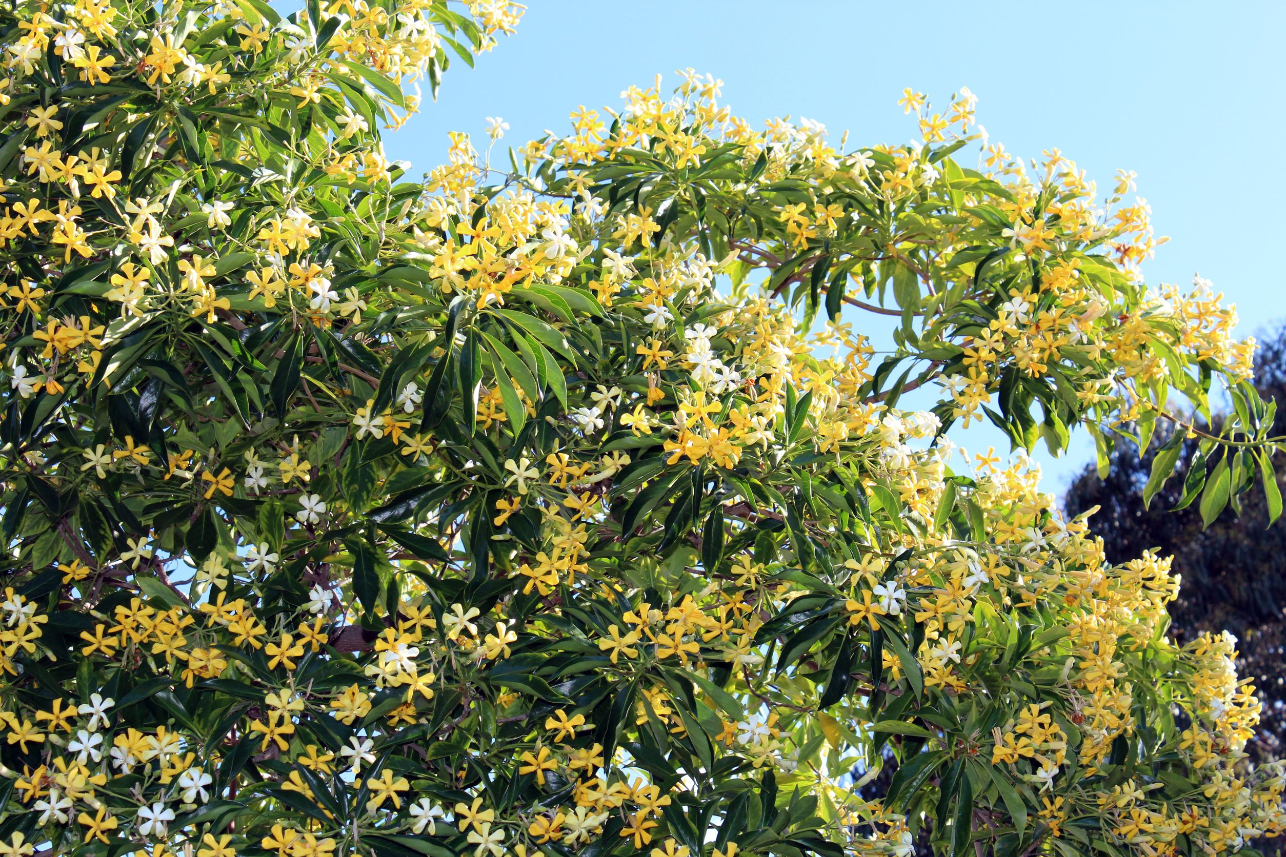 Sweet Shade - Louie's Nursery