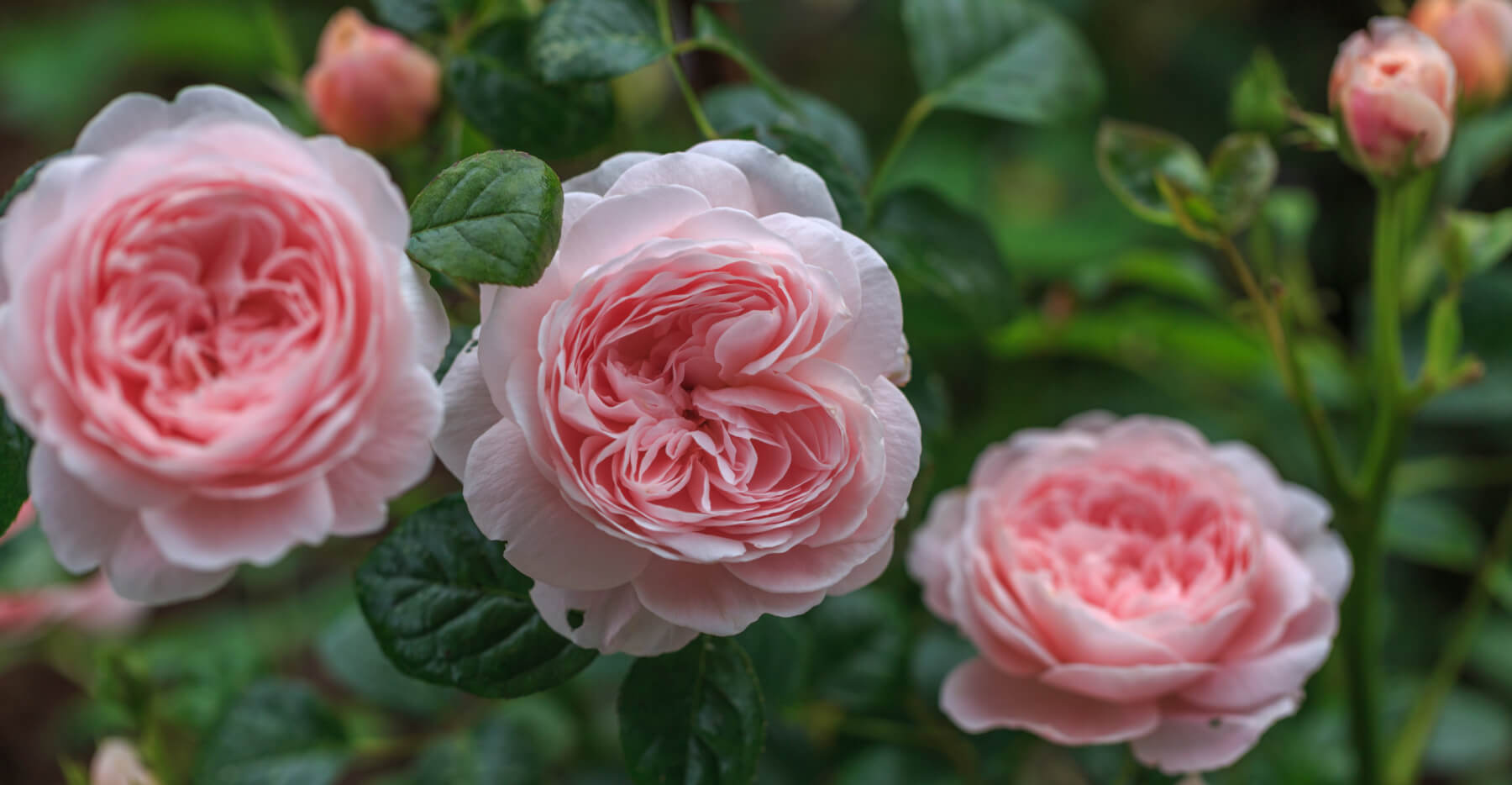 Home - Louie's Nursery & Garden Center - Riverside CA